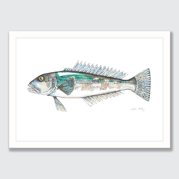 'Bluey' Blue Cod Art Print by Colin McKay - endemicworld