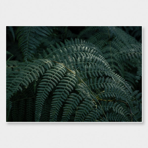 Hāwea Ferns Photographic Art Print by Elliot Alexander - endemicworld
