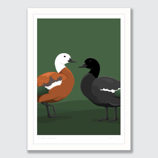 Paradise Shelduck Art Print by Cathy Hansby - endemicworld