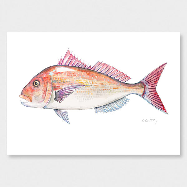 'Snip' Snapper Art Print by Colin McKay - endemicworld